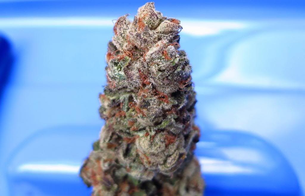 NFT seed run karma genetics (Biker Kush OG) UGORG (Blues) AKG (Eisbaer) | Grasscity Forums - The ...